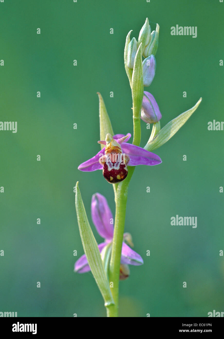 Bee orchid (Ophrys apifera Stock Photo - Alamy