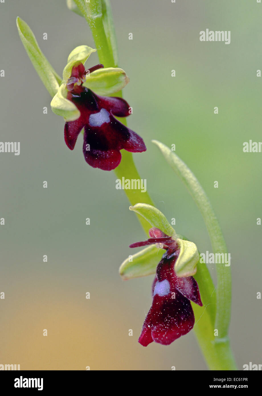 Fly orchid (Ophrys insectifera Stock Photo - Alamy