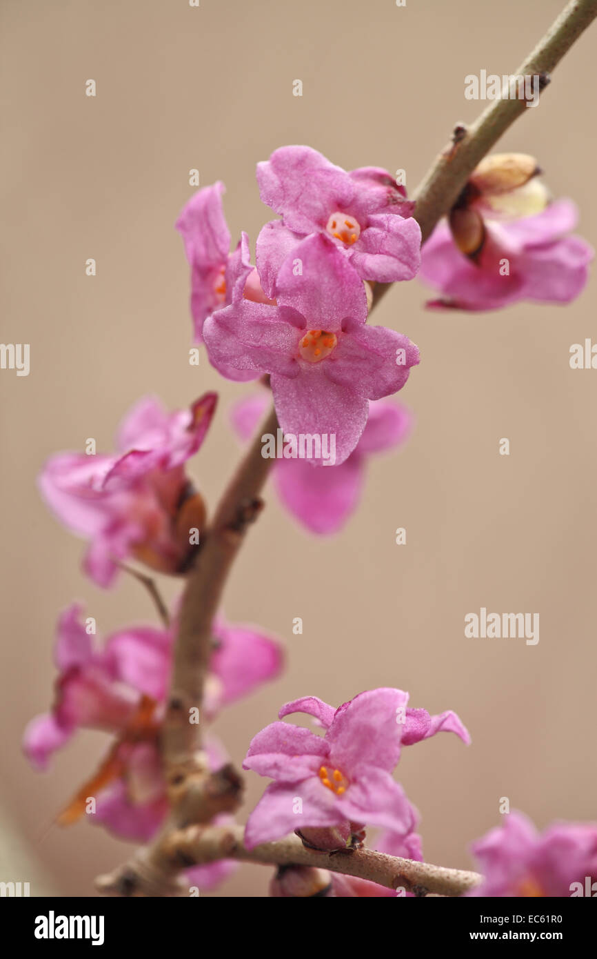 Daphne trees hi-res stock photography and images - Alamy