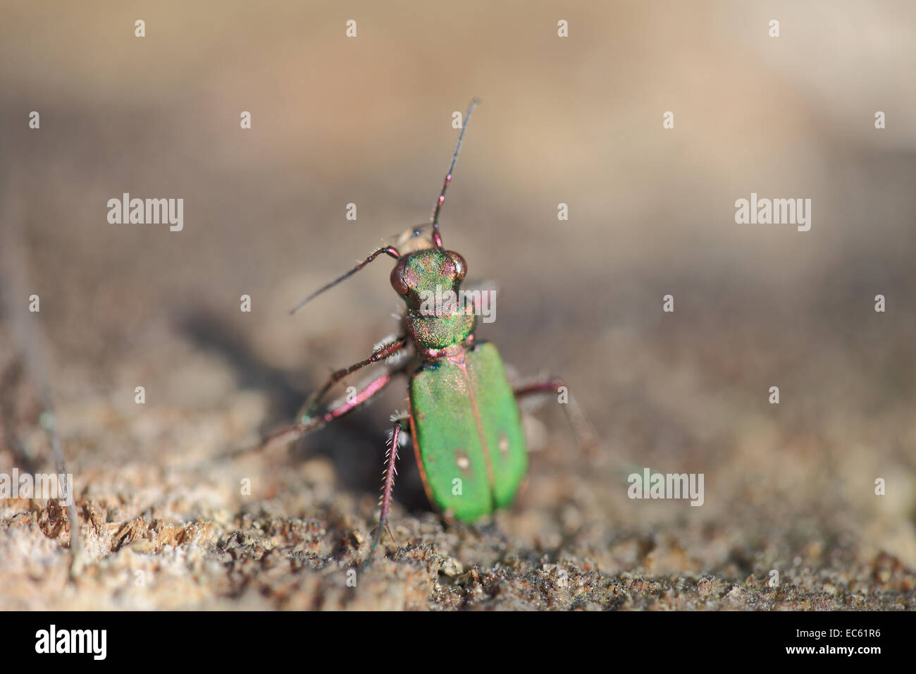 Running beetle hi-res stock photography and images - Alamy