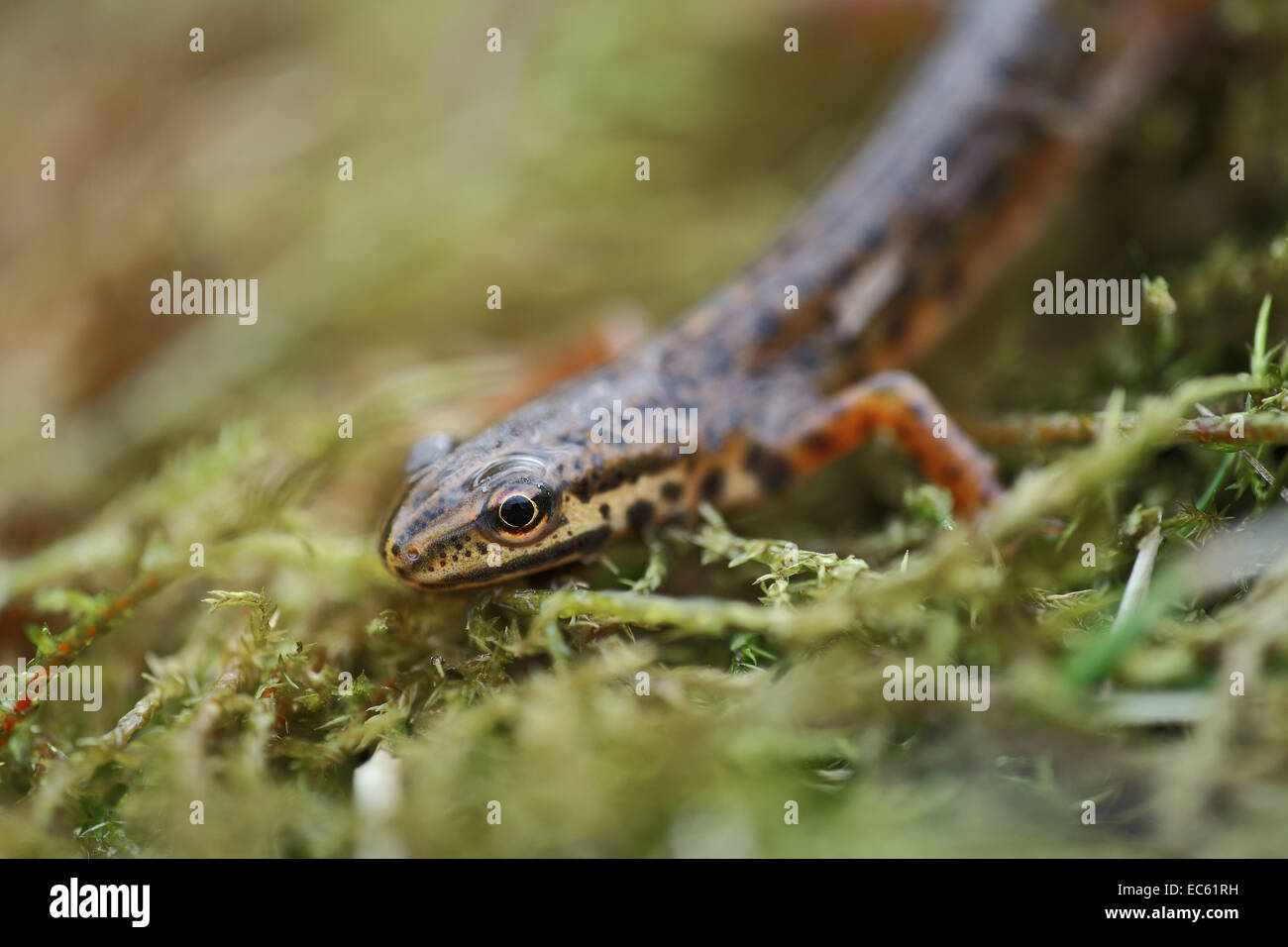Newt spawning hi-res stock photography and images - Alamy