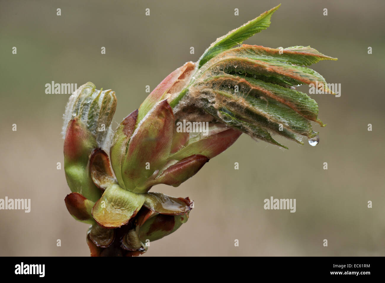 Foliation hi-res stock photography and images - Alamy