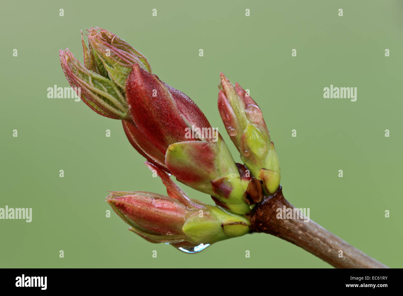 Leaf bud hi-res stock photography and images - Alamy