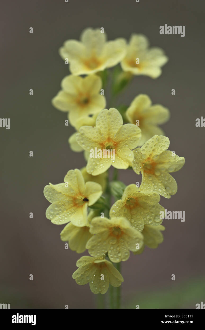Primrose tree hi-res stock photography and images - Alamy