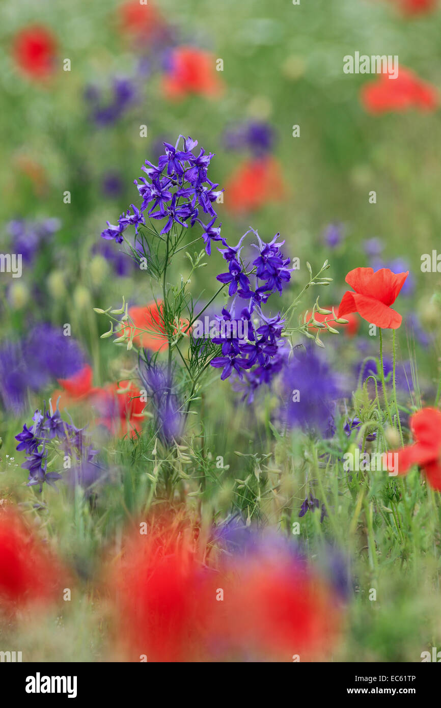 With field larkspur hi-res stock photography and images - Alamy
