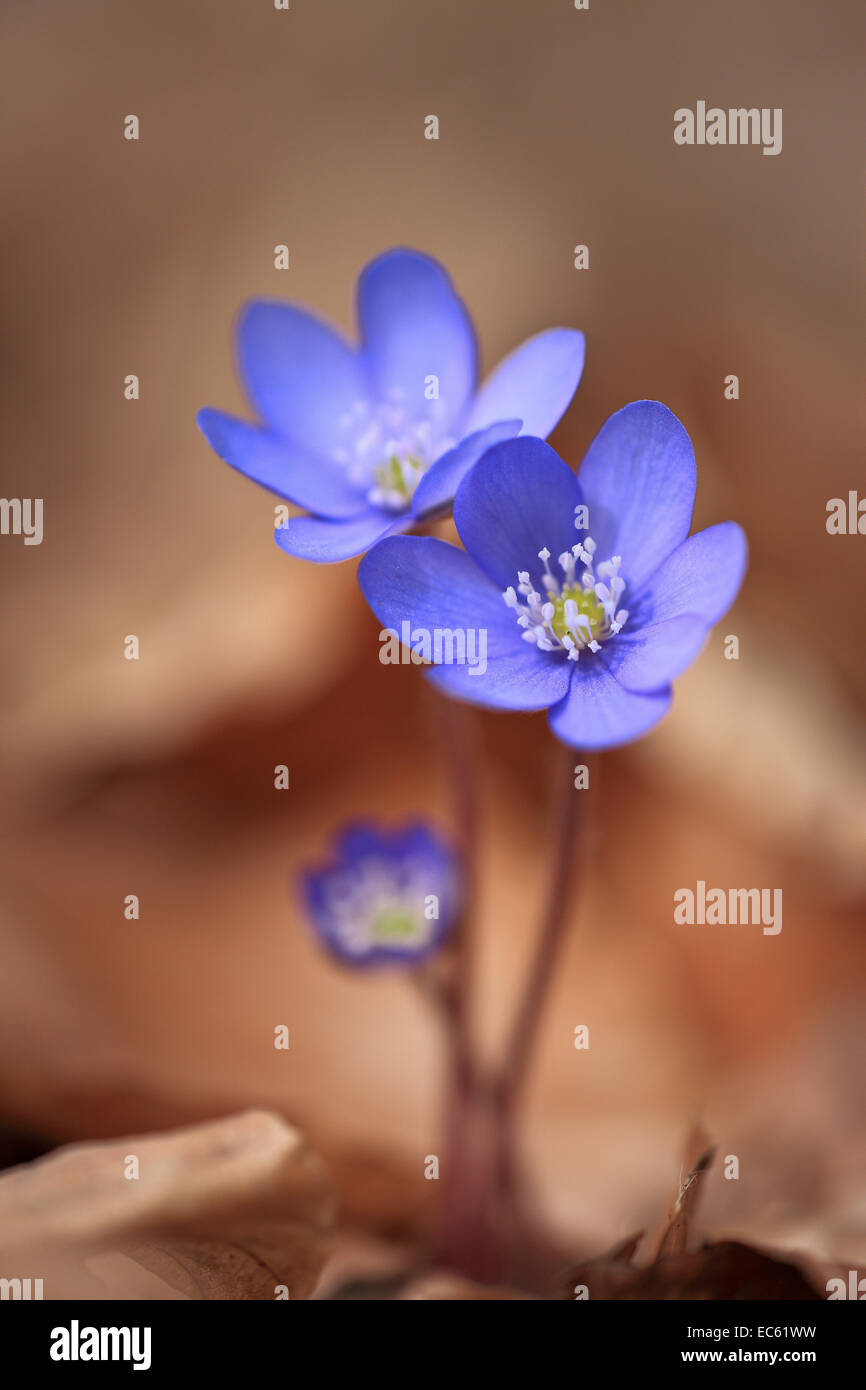 Liverleaf hi-res stock photography and images - Alamy