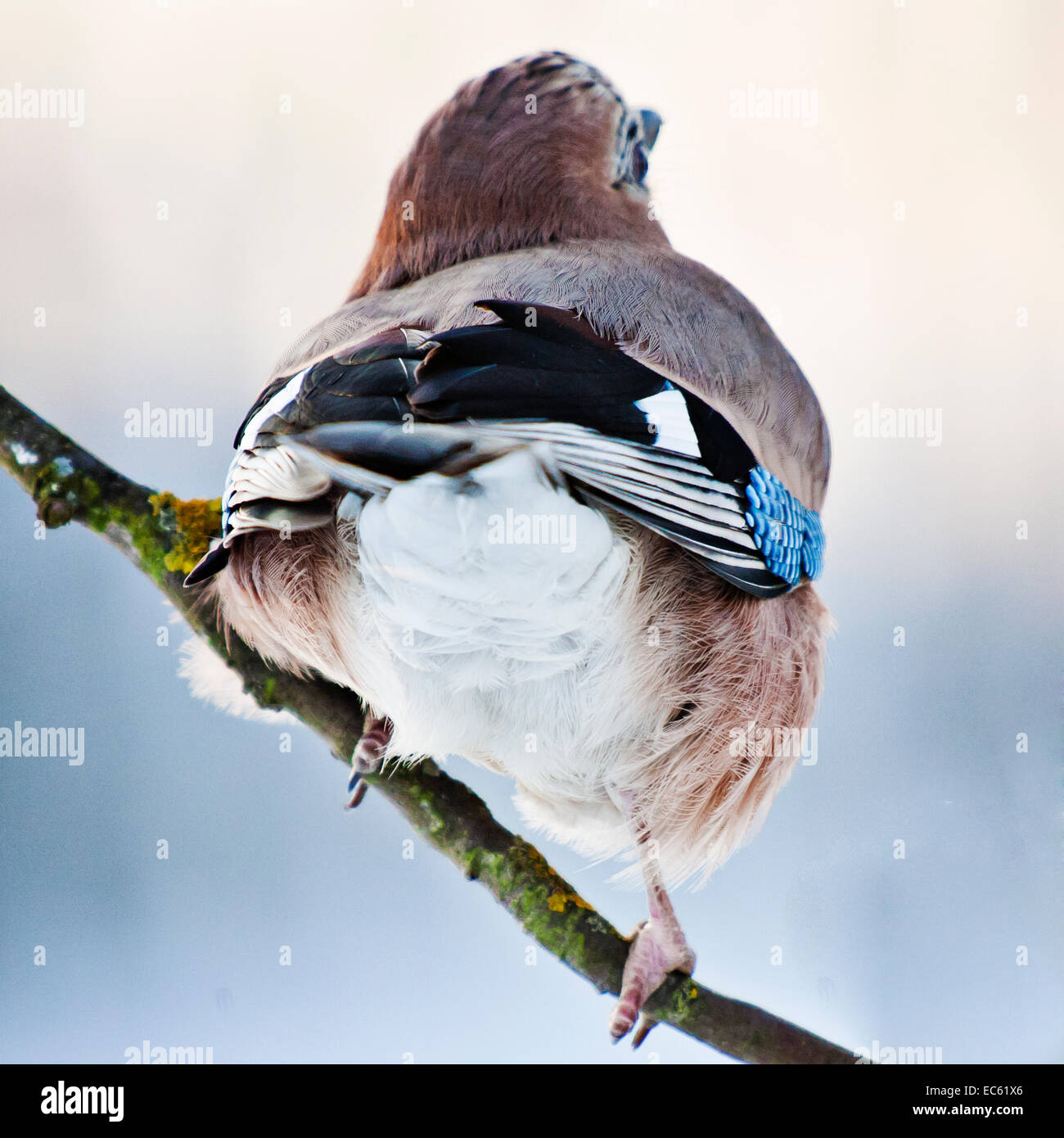 Jaybird hi-res stock photography and images - Alamy