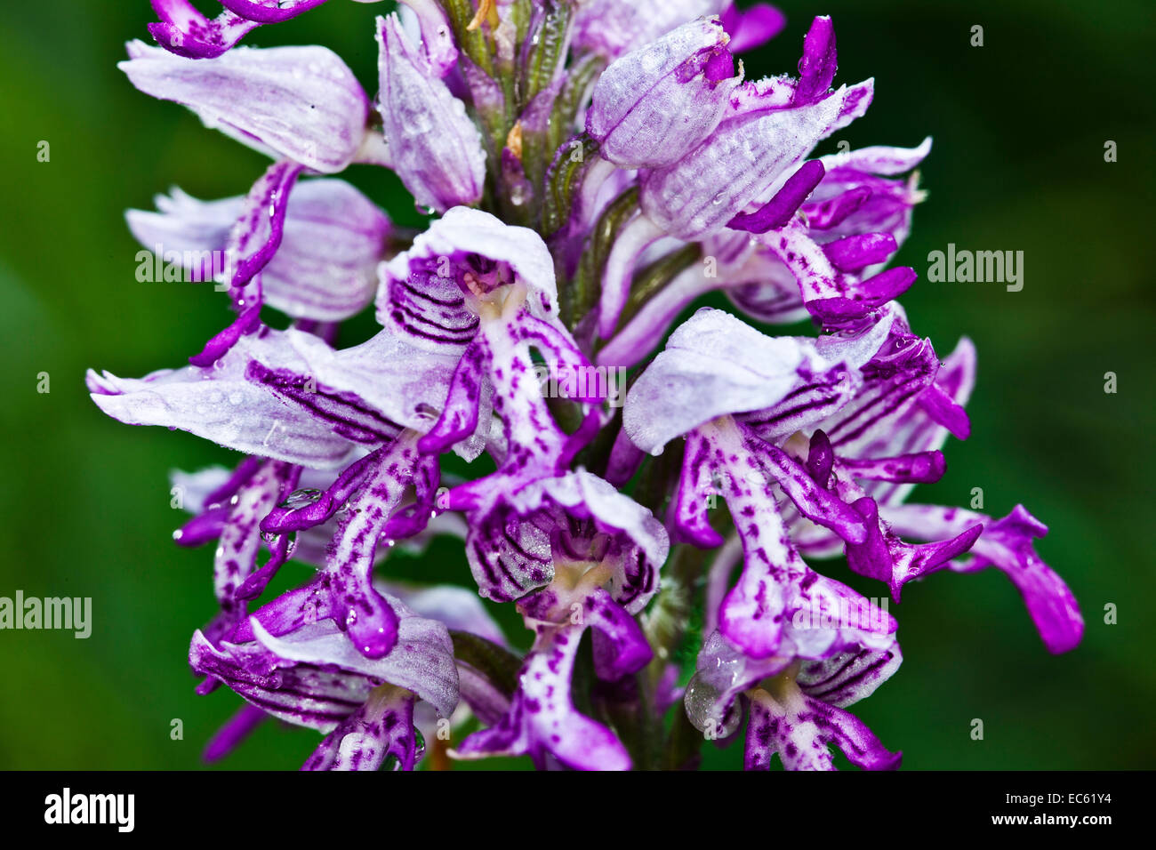 military orchid Orchis militaris Stock Photo - Alamy