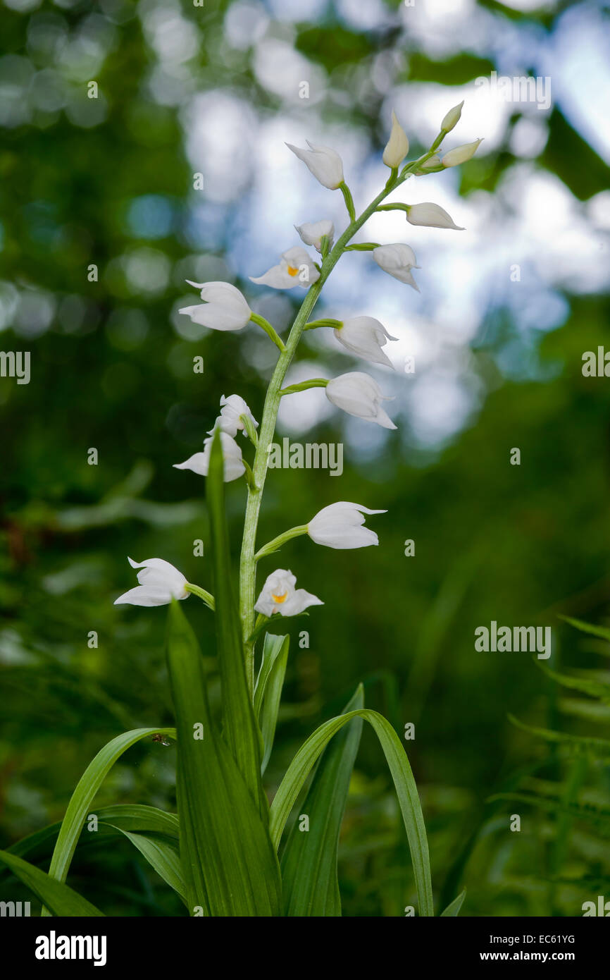 White Helleborine Cephalanthera damasonium Stock Photo - Alamy