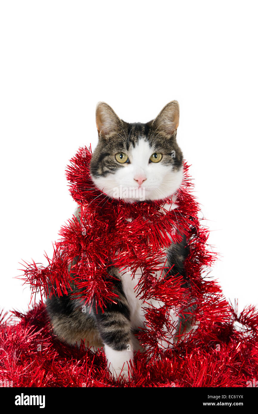 Christmas garlands hi-res stock photography and images - Alamy