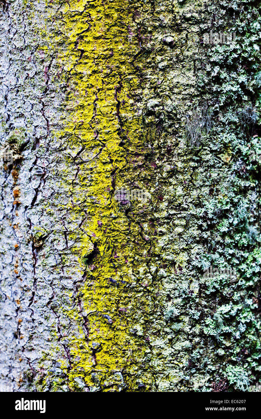 Gold Dust Lichen Stock Photos & Gold Dust Lichen Stock Images - Alamy