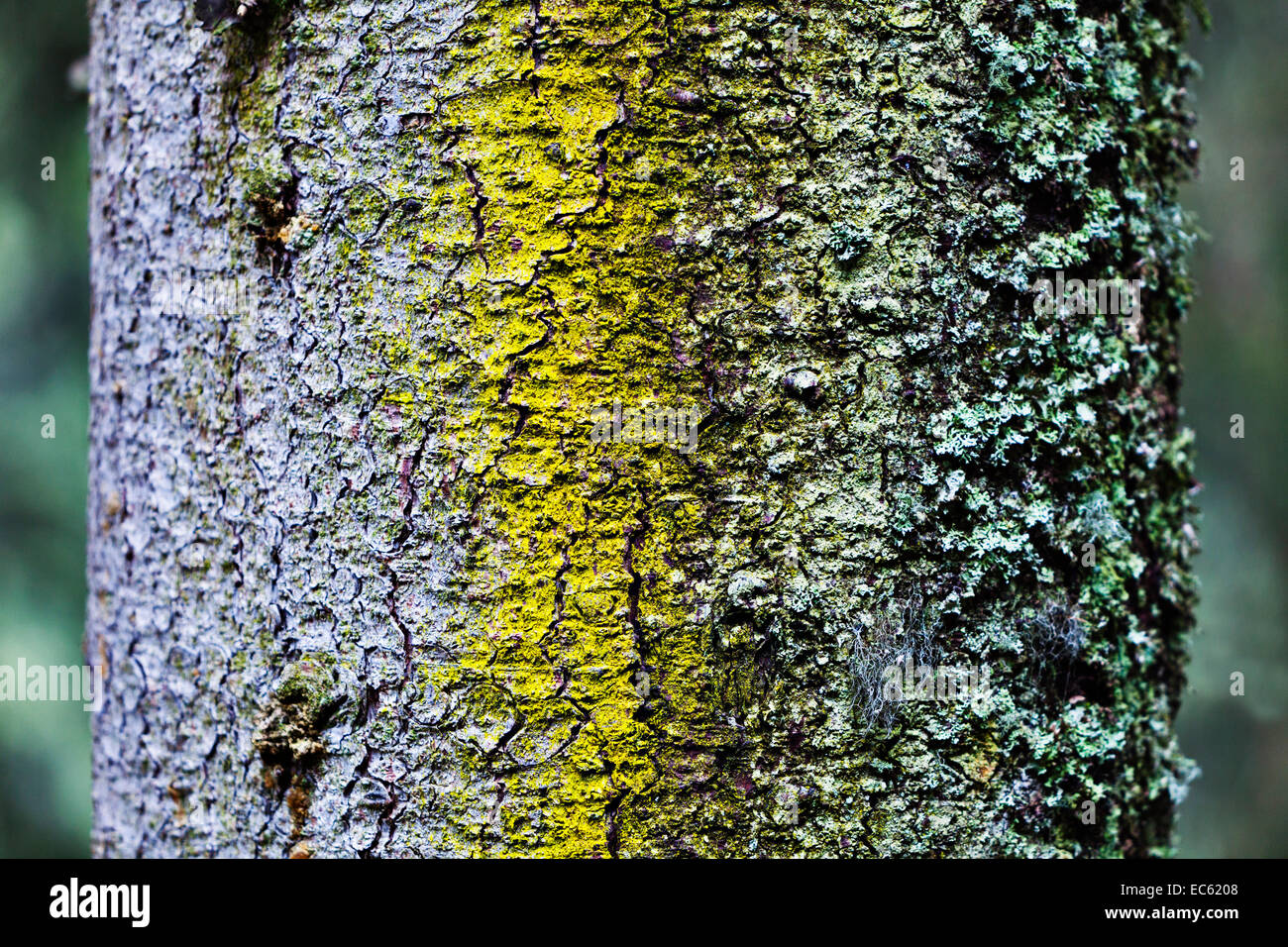 Gold Dust Lichens Chrysothrix candelaris Stock Photo - Alamy