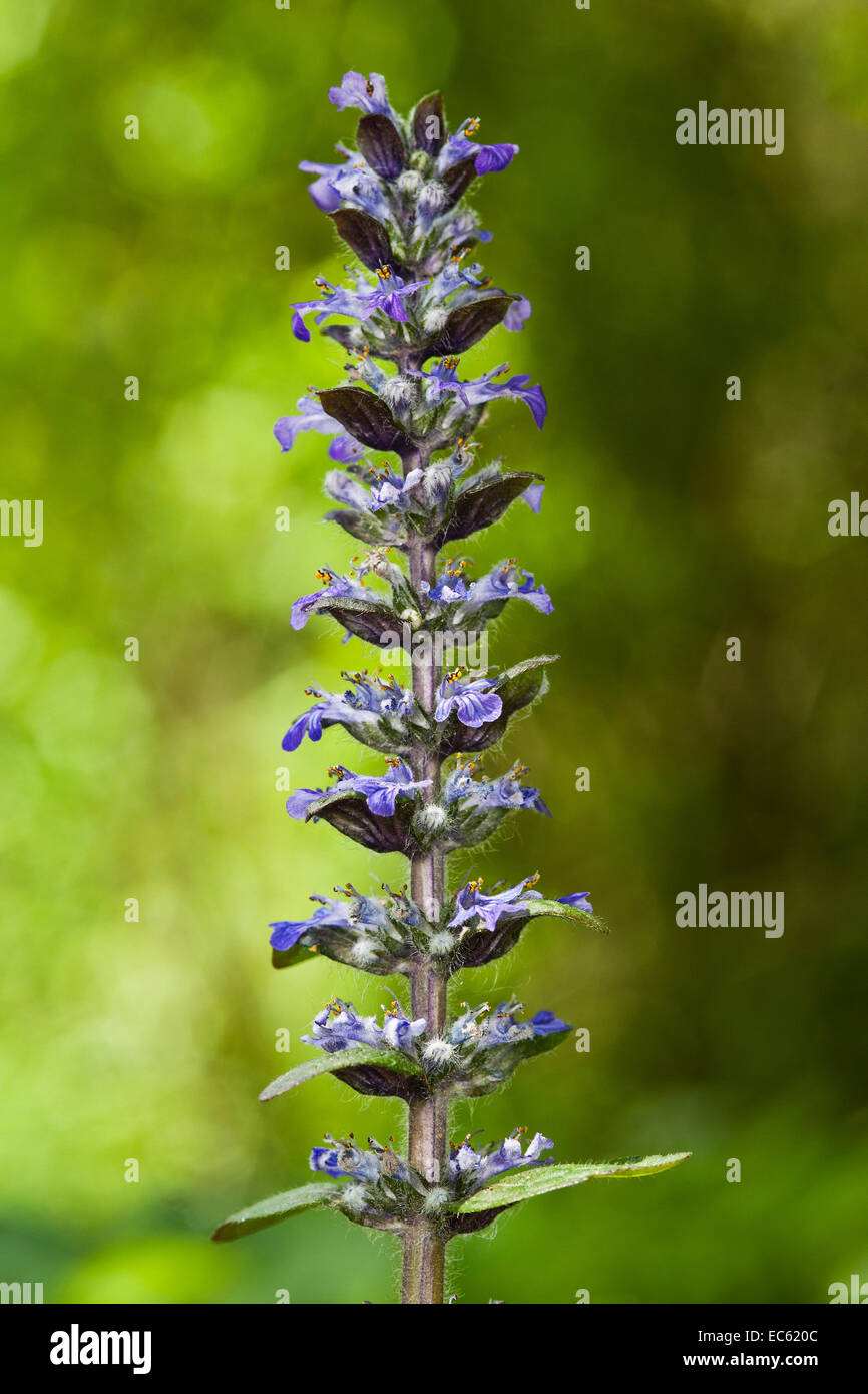 common bugle Ajuga reptans Stock Photo - Alamy