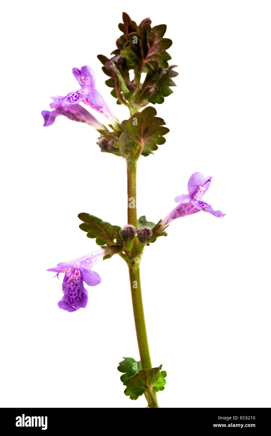 Ground ivy flower hi-res stock photography and images - Alamy