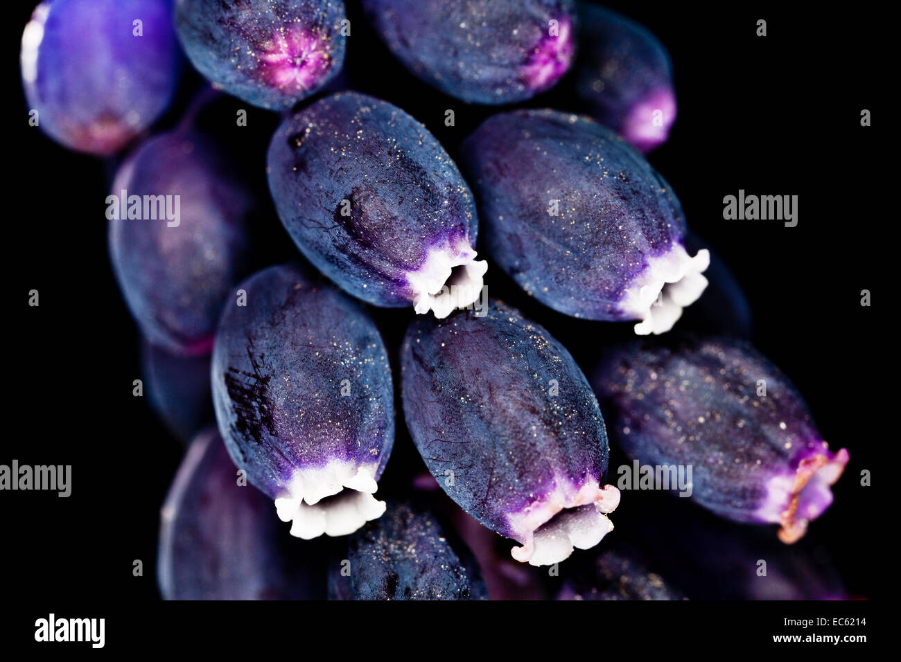 grape hyacinth Muscari botryoides Stock Photo - Alamy