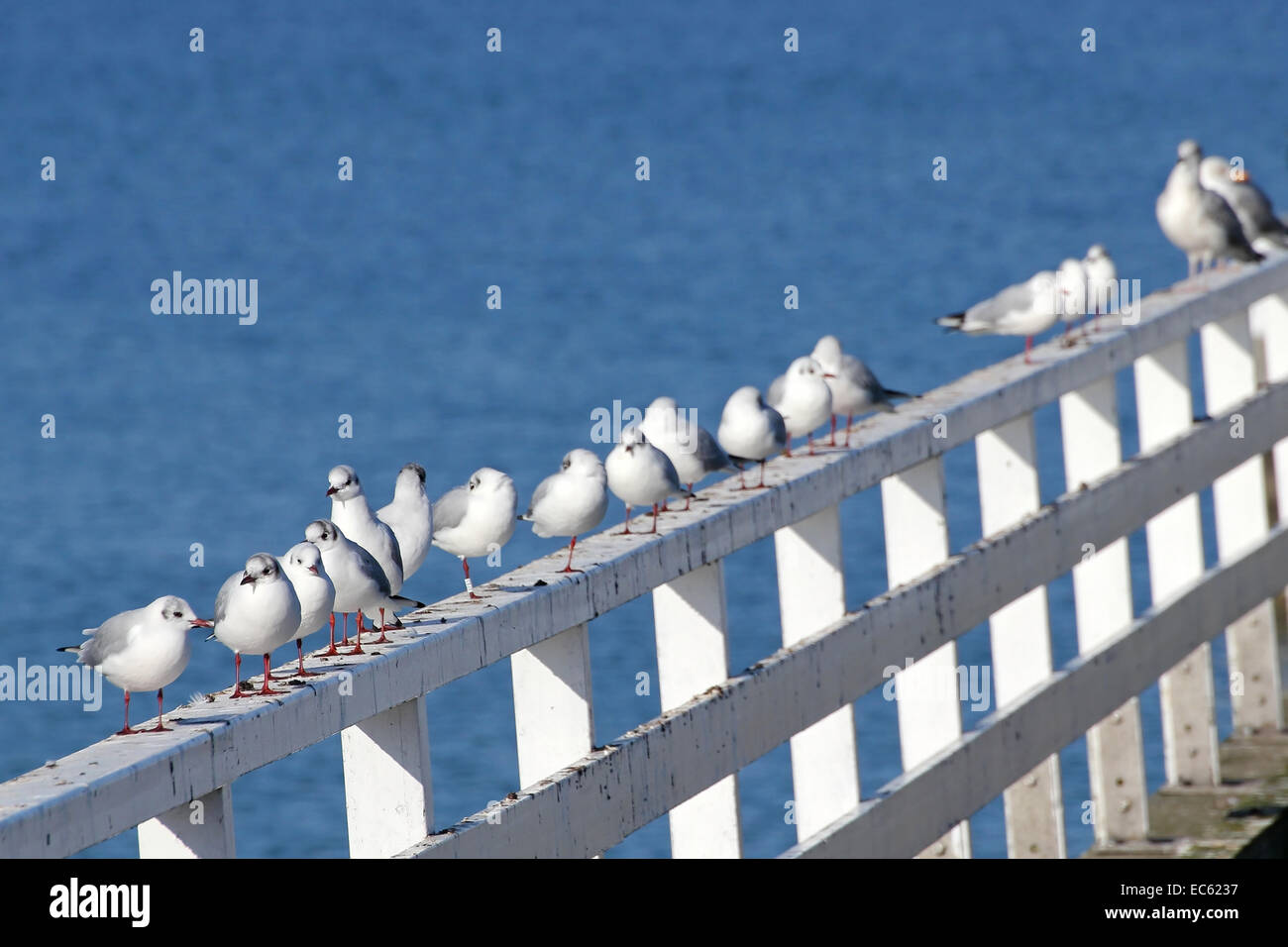 Seagulls on the pier Stock Photo - Alamy