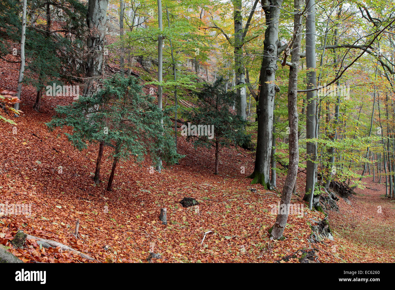 Yew woods hi-res stock photography and images - Alamy