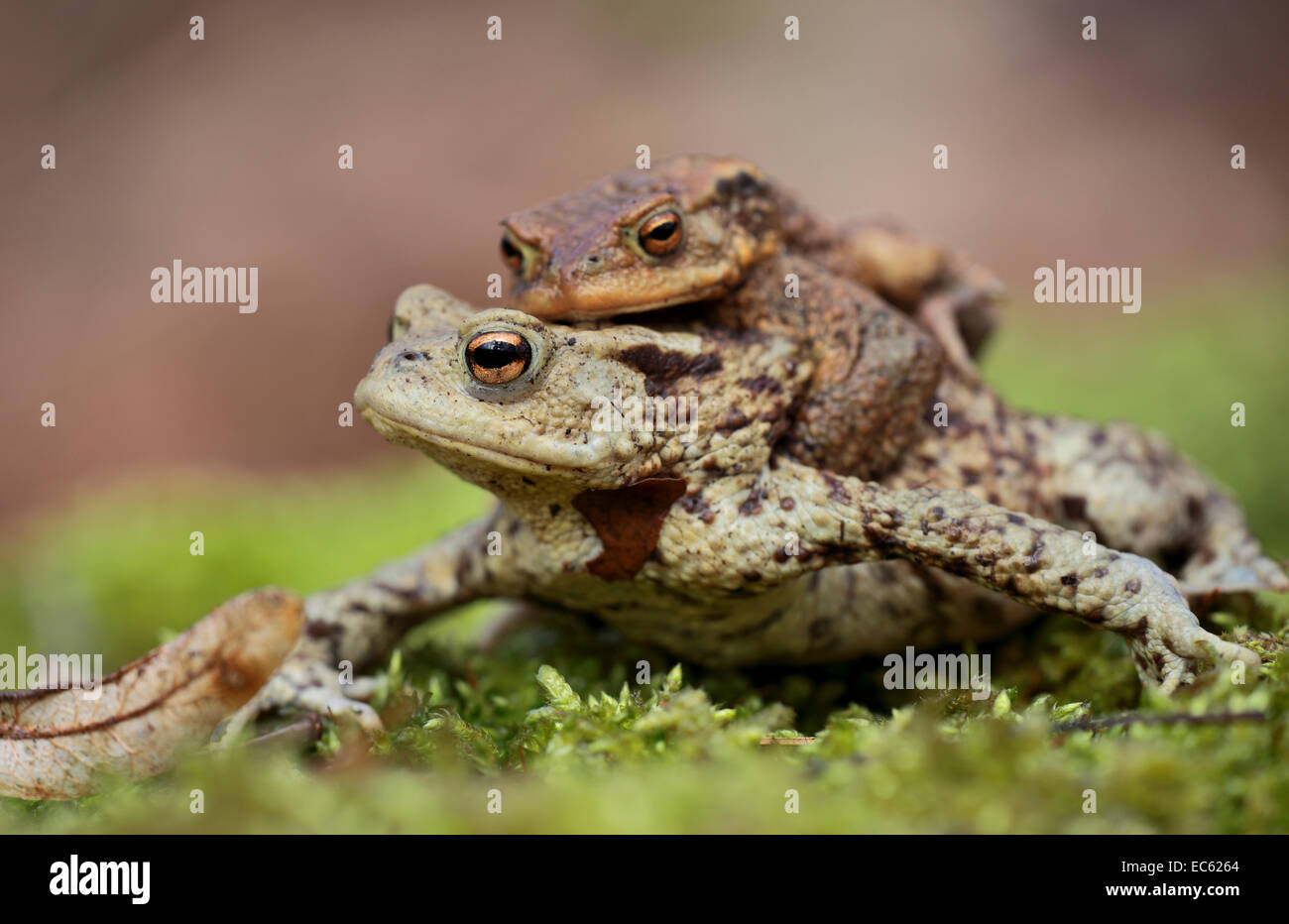 Toad Couple High Resolution Stock Photography and Images - Alamy