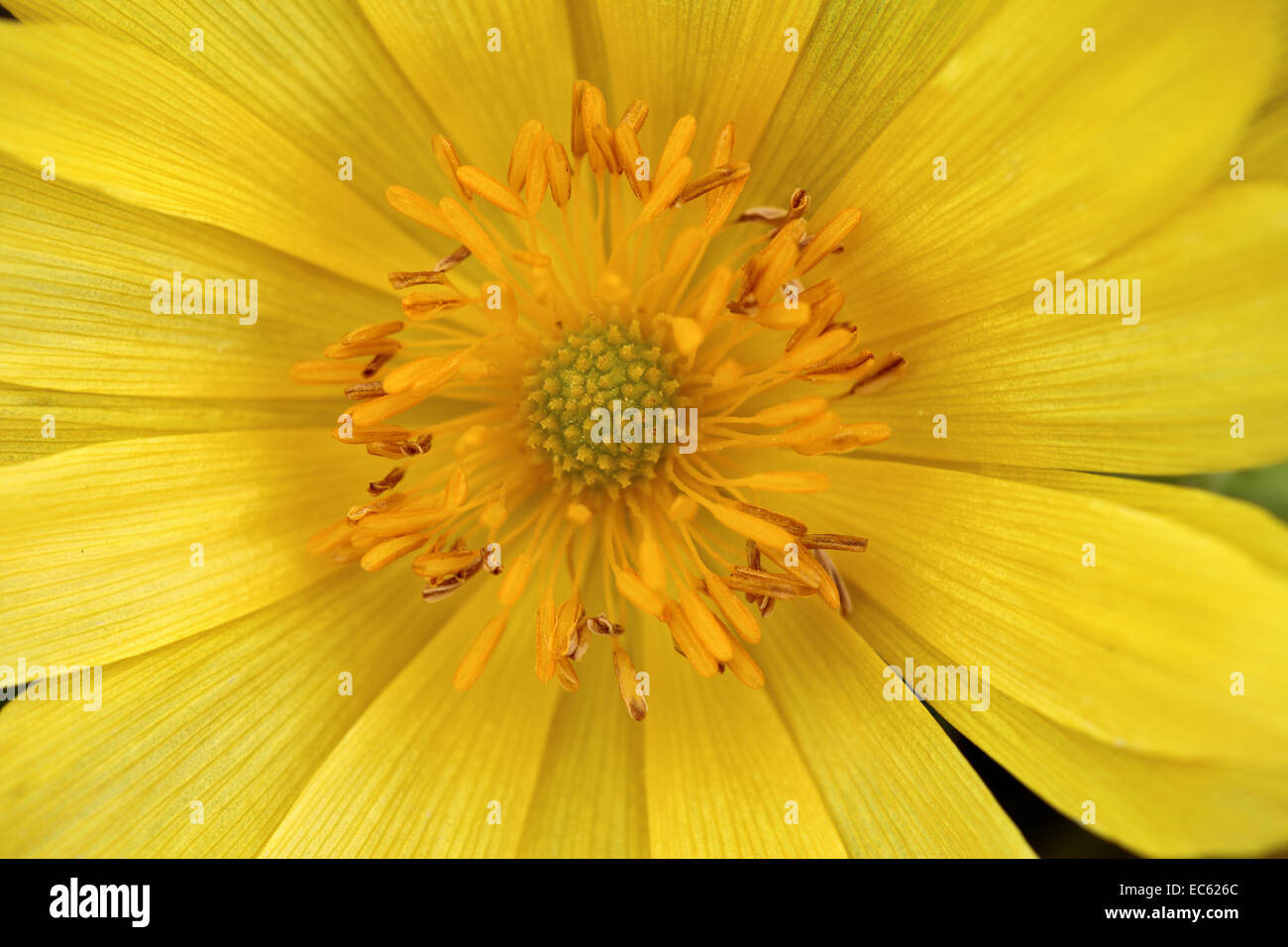 Yellow pleasant s eye Stock Photo - Alamy