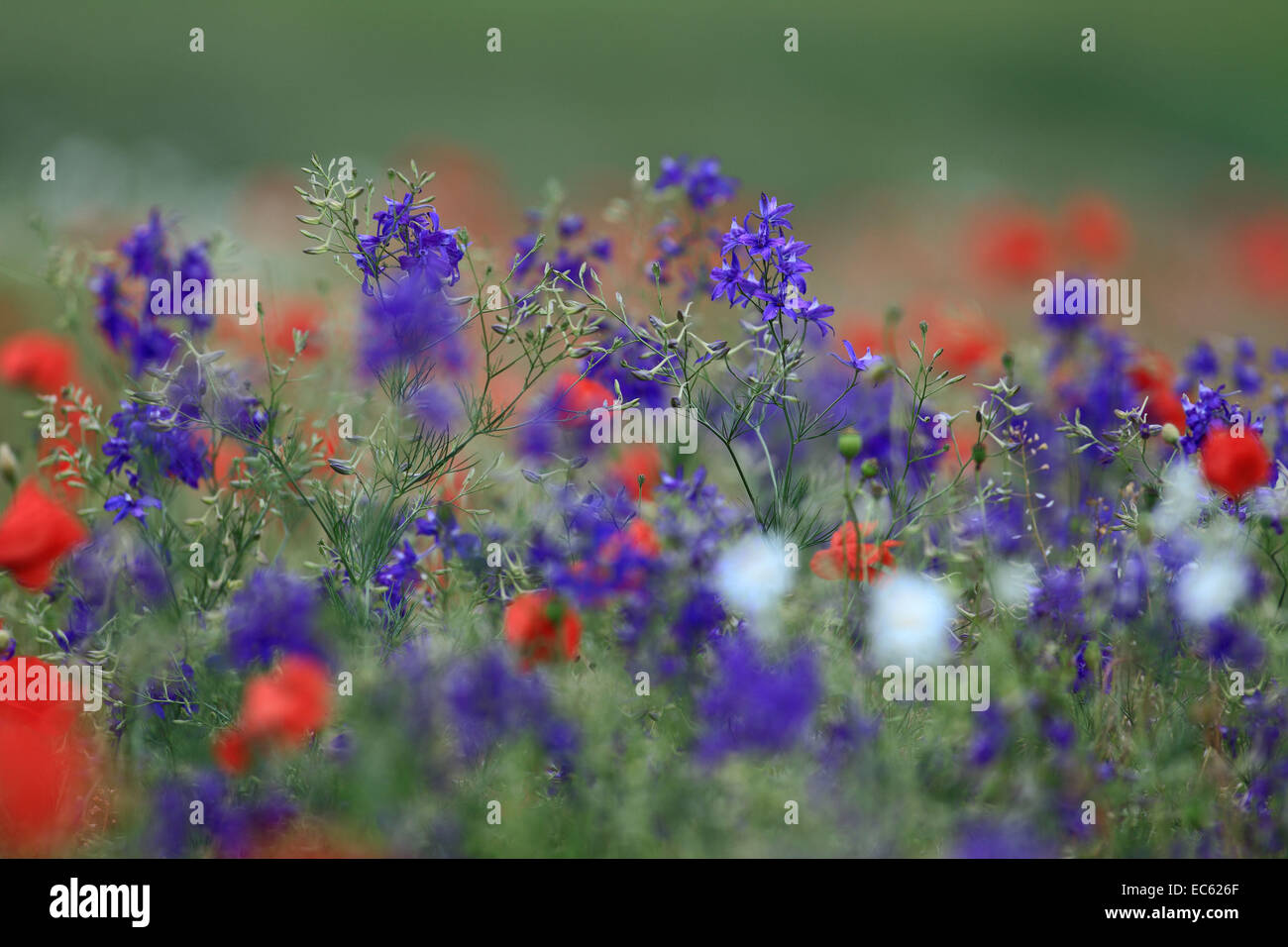 Field larkspur hi-res stock photography and images - Alamy