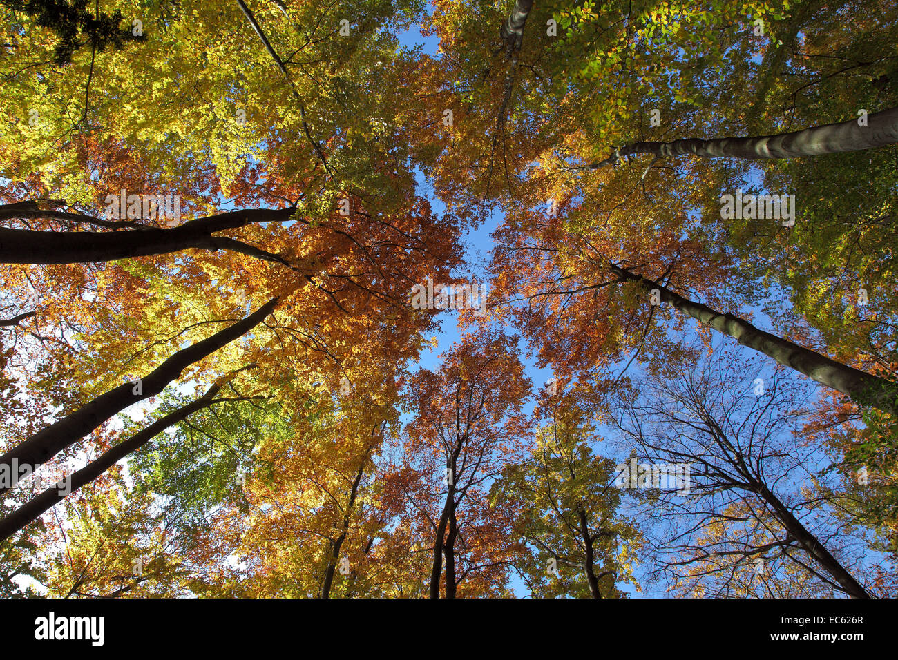 Canopy of leaves Stock Photo - Alamy
