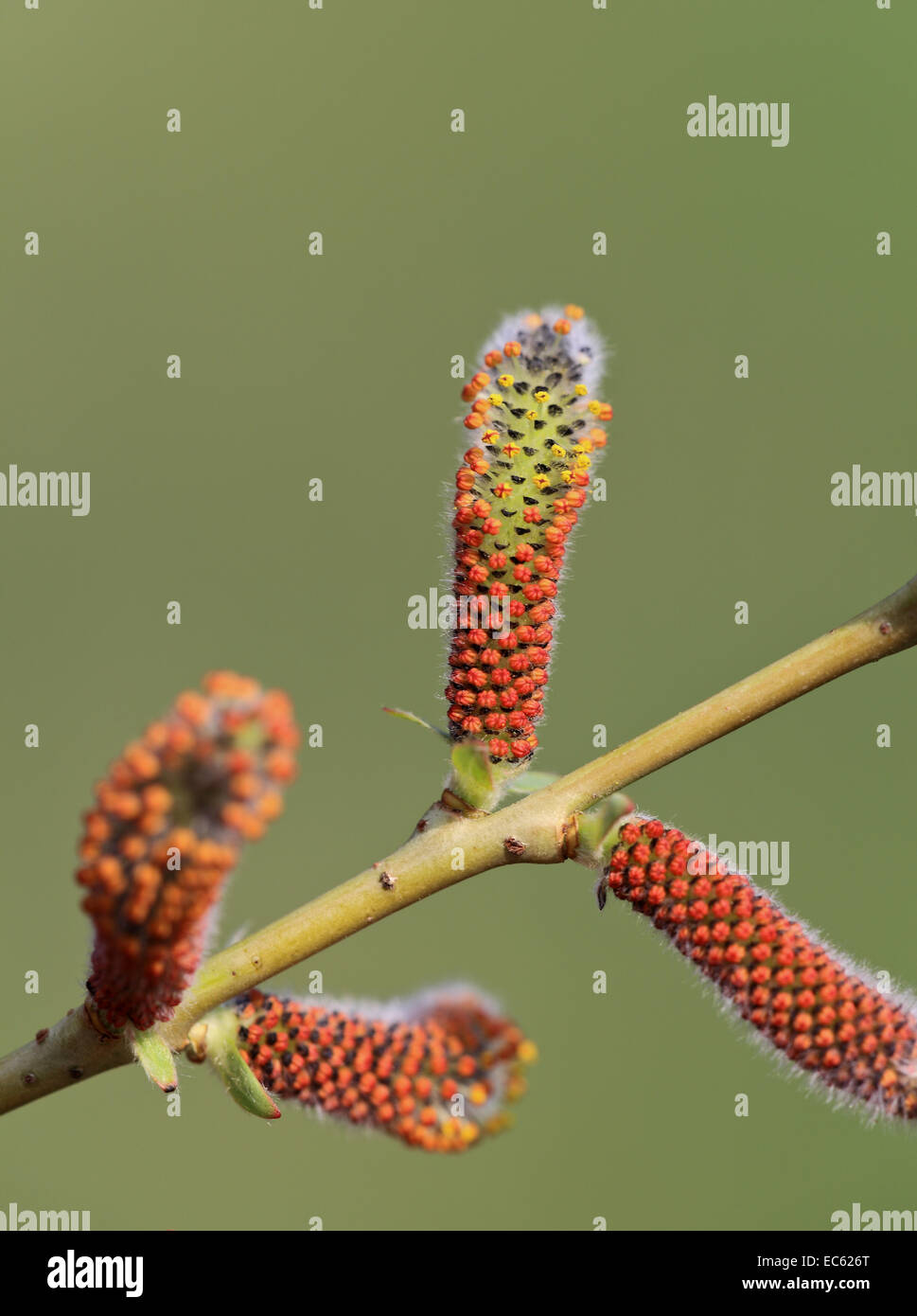 Purple osier hi-res stock photography and images - Alamy