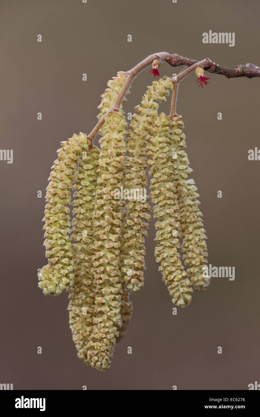 Monocous hi-res stock photography and images - Alamy