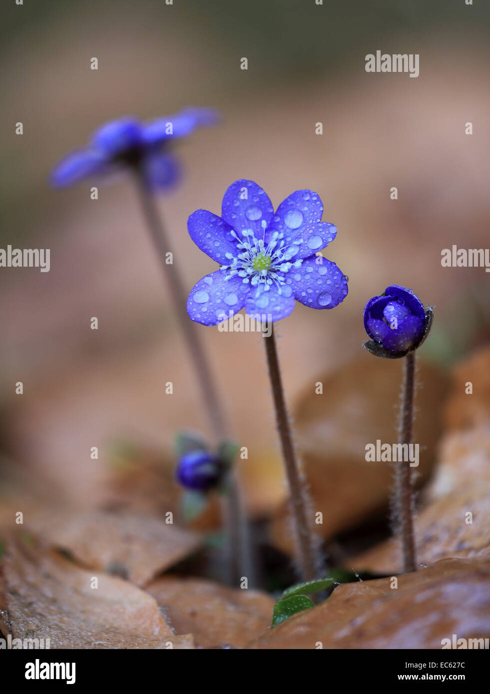 Liverleaf hi-res stock photography and images - Alamy