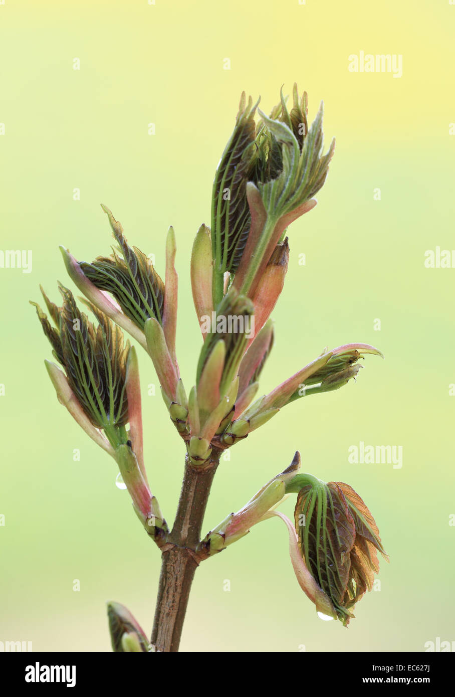 Sorb leaf hi-res stock photography and images - Alamy