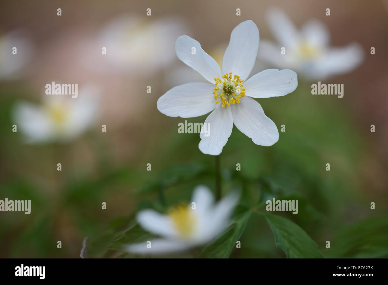 Closeup thimbleweed hi-res stock photography and images - Alamy