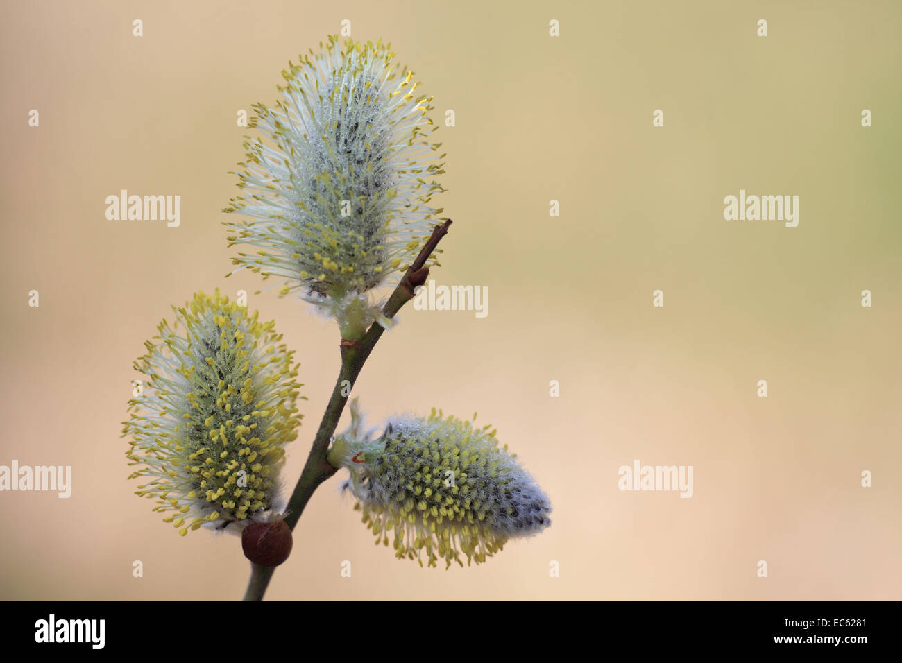 Herald of spring Stock Photo - Alamy