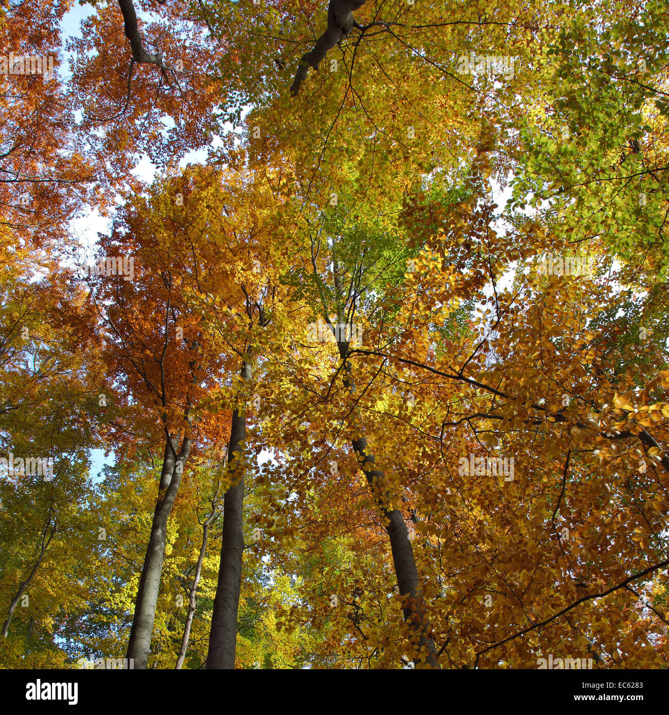 Canopy of leaves Stock Photo - Alamy