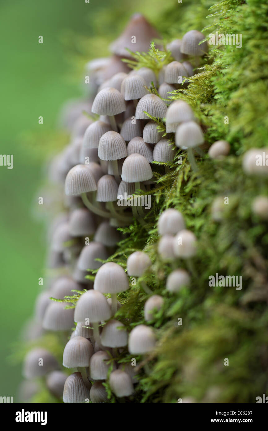 Crumple hi-res stock photography and images - Alamy