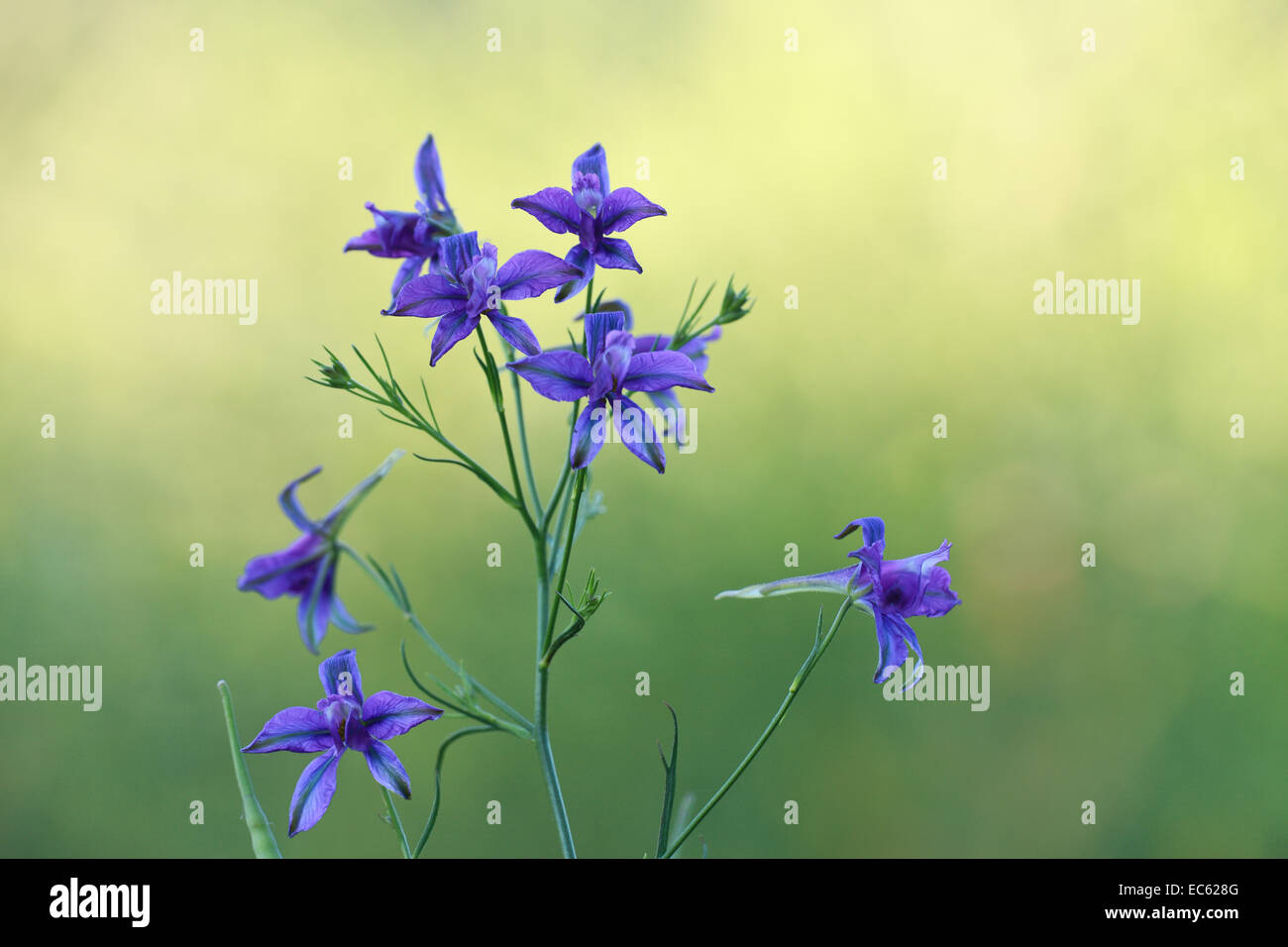 With field larkspur hi-res stock photography and images - Alamy