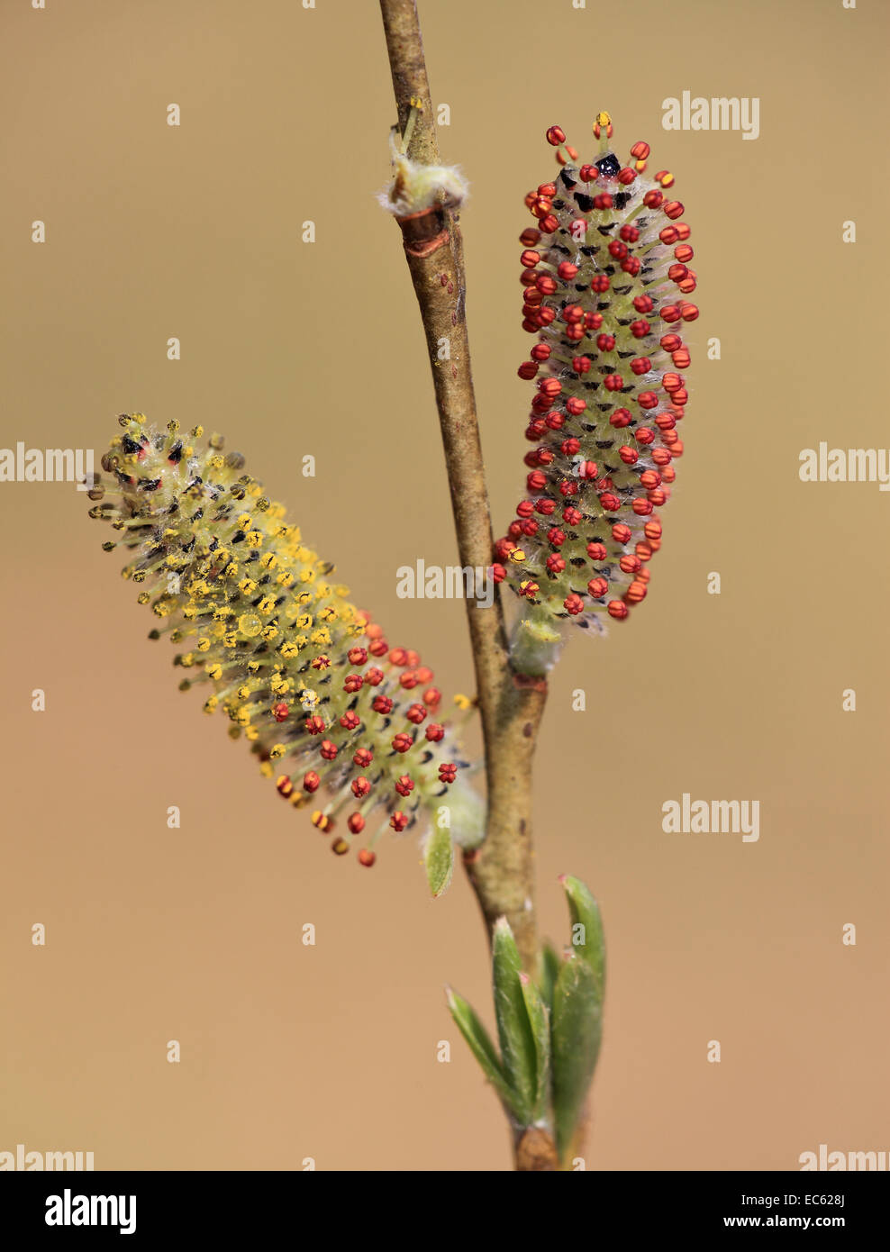 Purple osier hi-res stock photography and images - Alamy