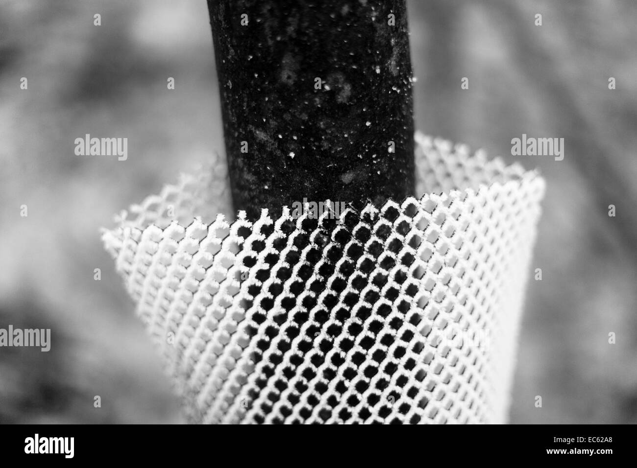 Protect trees Black and White Stock Photos & Images - Alamy