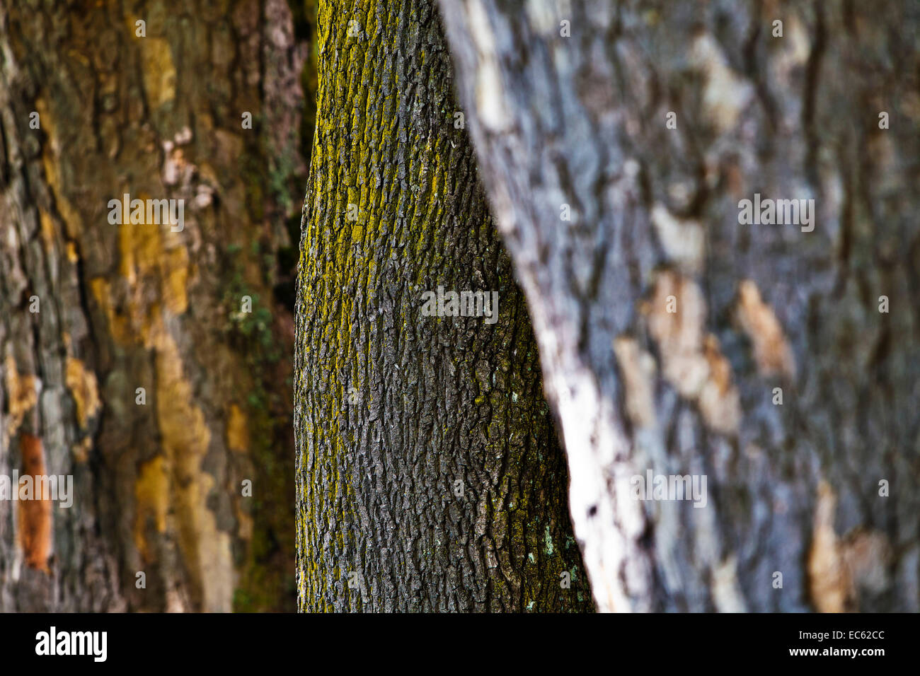 Lime wood textures hi-res stock photography and images - Alamy