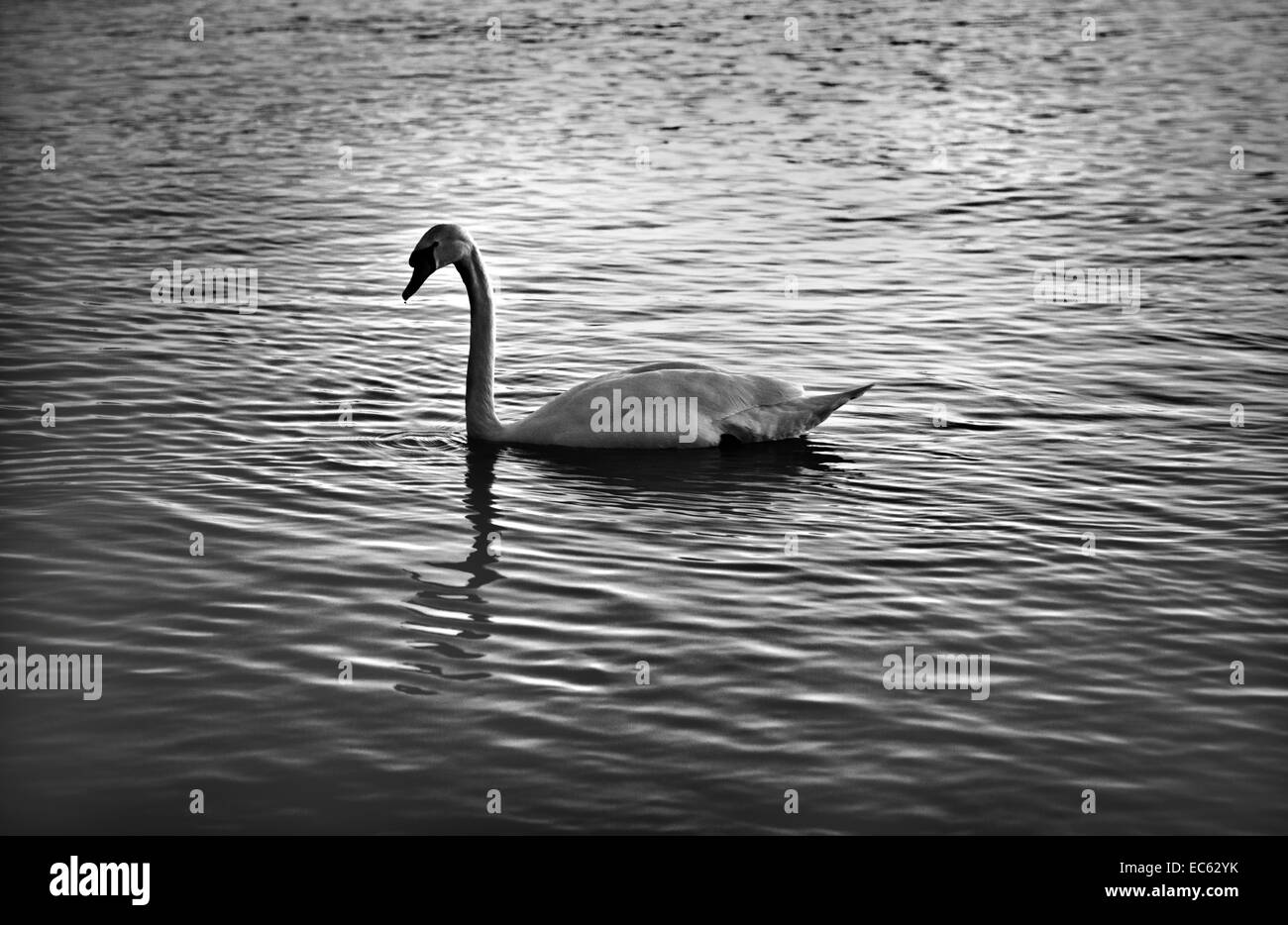 German swan Black and White Stock Photos & Images - Alamy