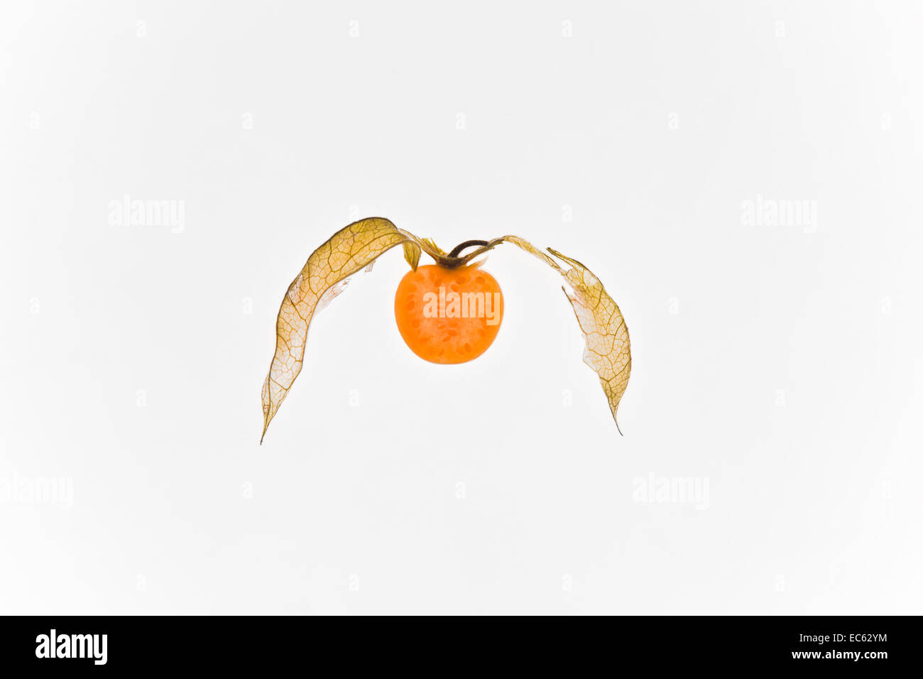 Physalis before a white cross section Stock Photo - Alamy
