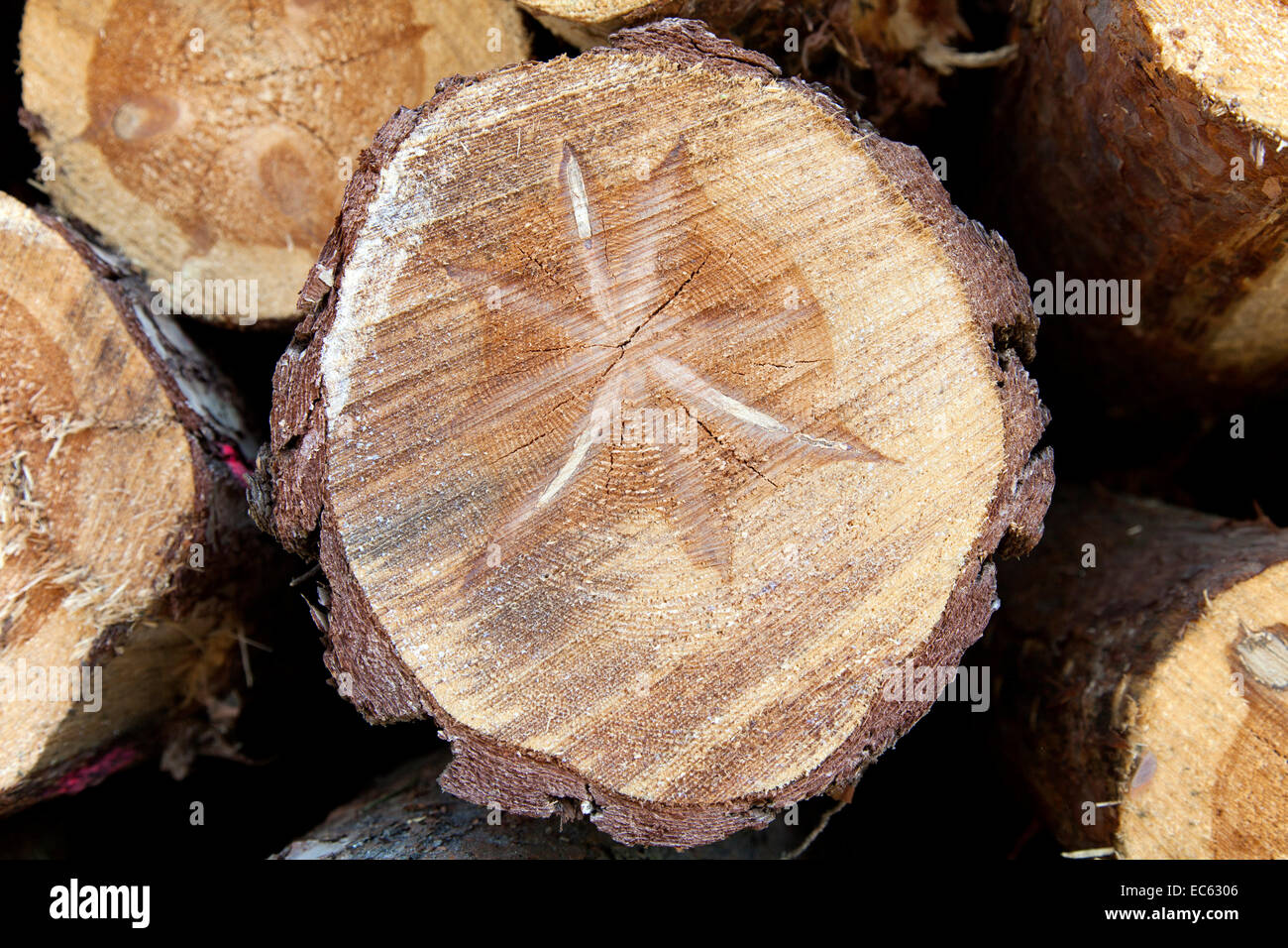 Wood structure, wood plant, sunlight, forest robbery, oxygen ...