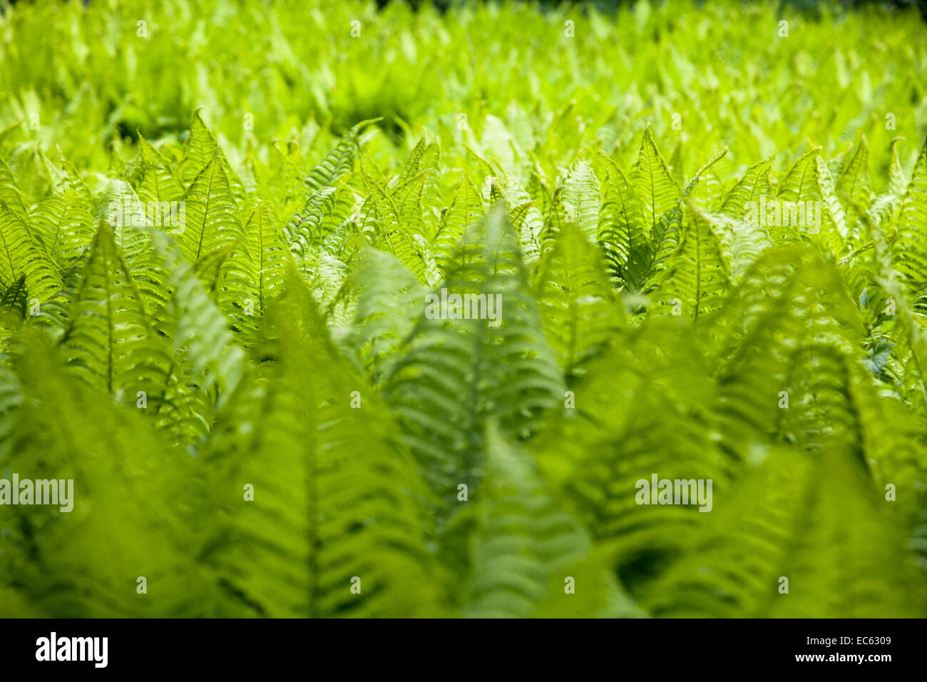 Fern shapes hi-res stock photography and images - Alamy