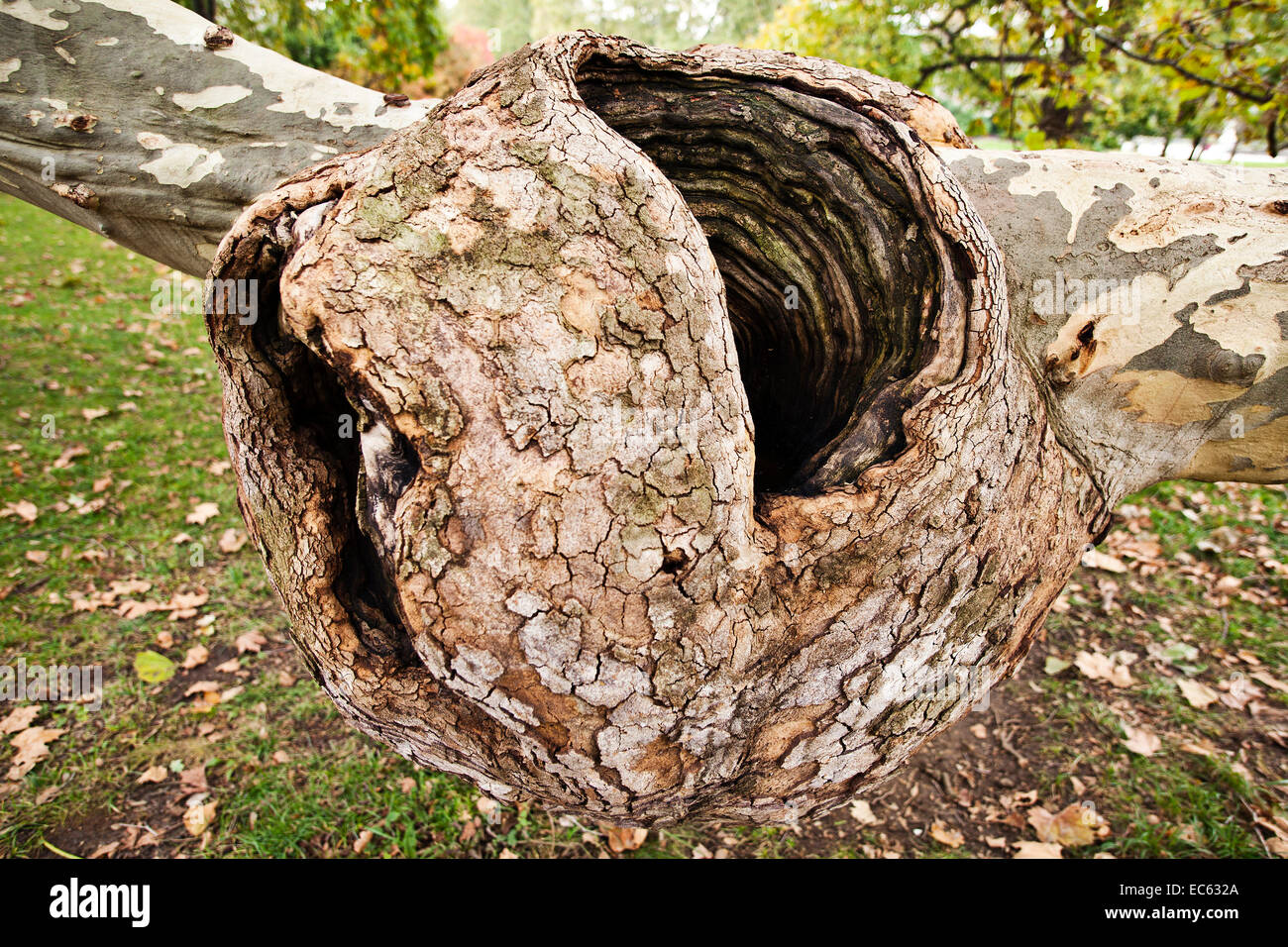 Branch tree structure hi-res stock photography and images - Alamy
