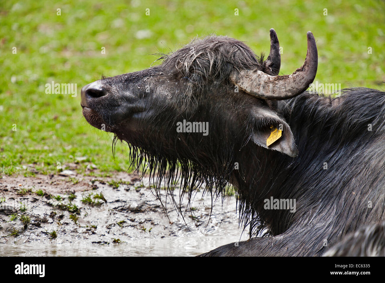 water buffalo Bubalus bubalis Stock Photo - Alamy