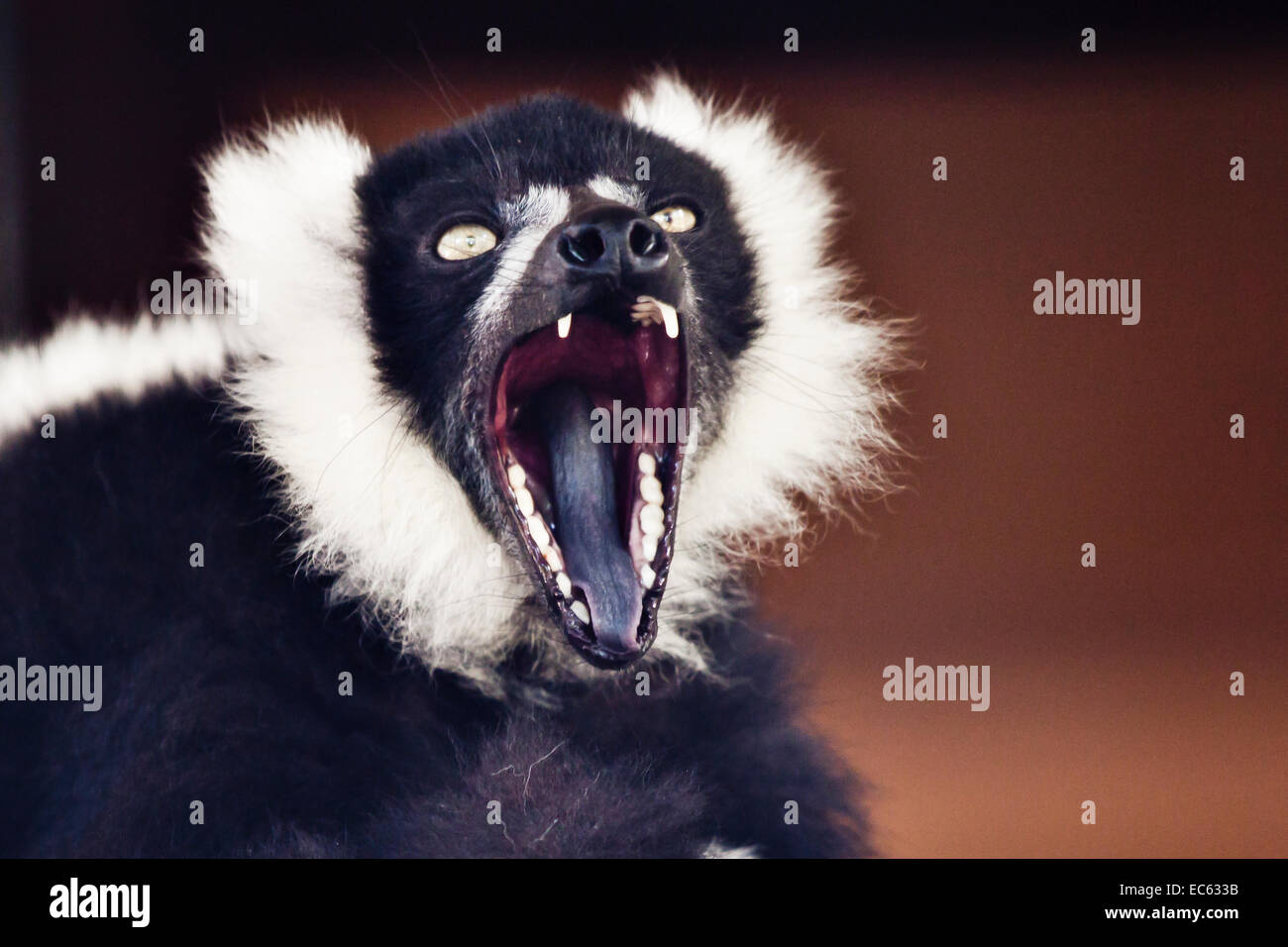 Monkey Crying High Resolution Stock Photography and Images - Alamy