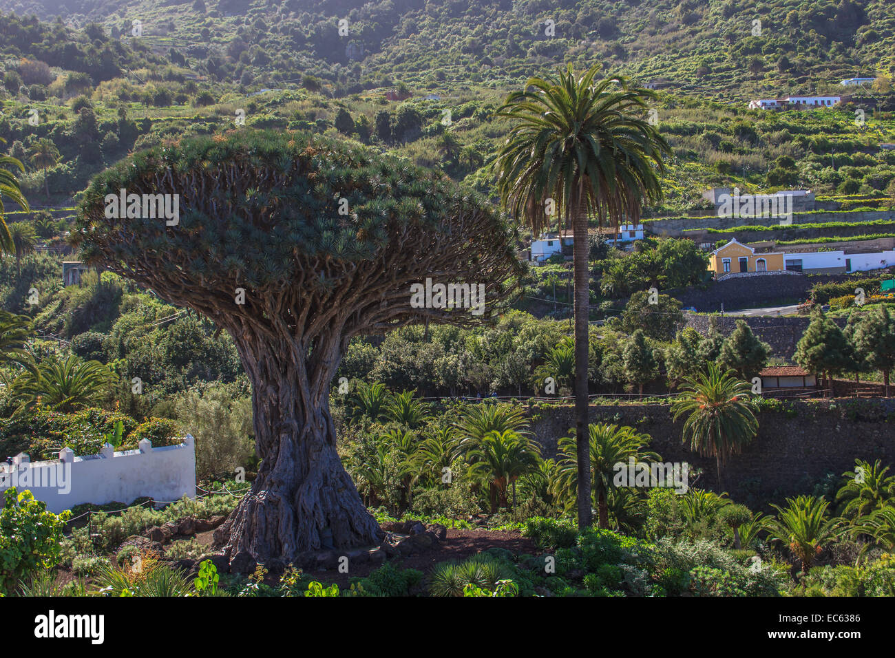 Icod de los Vinos, Dragon Tree, Tenerife Stock Photo - Alamy