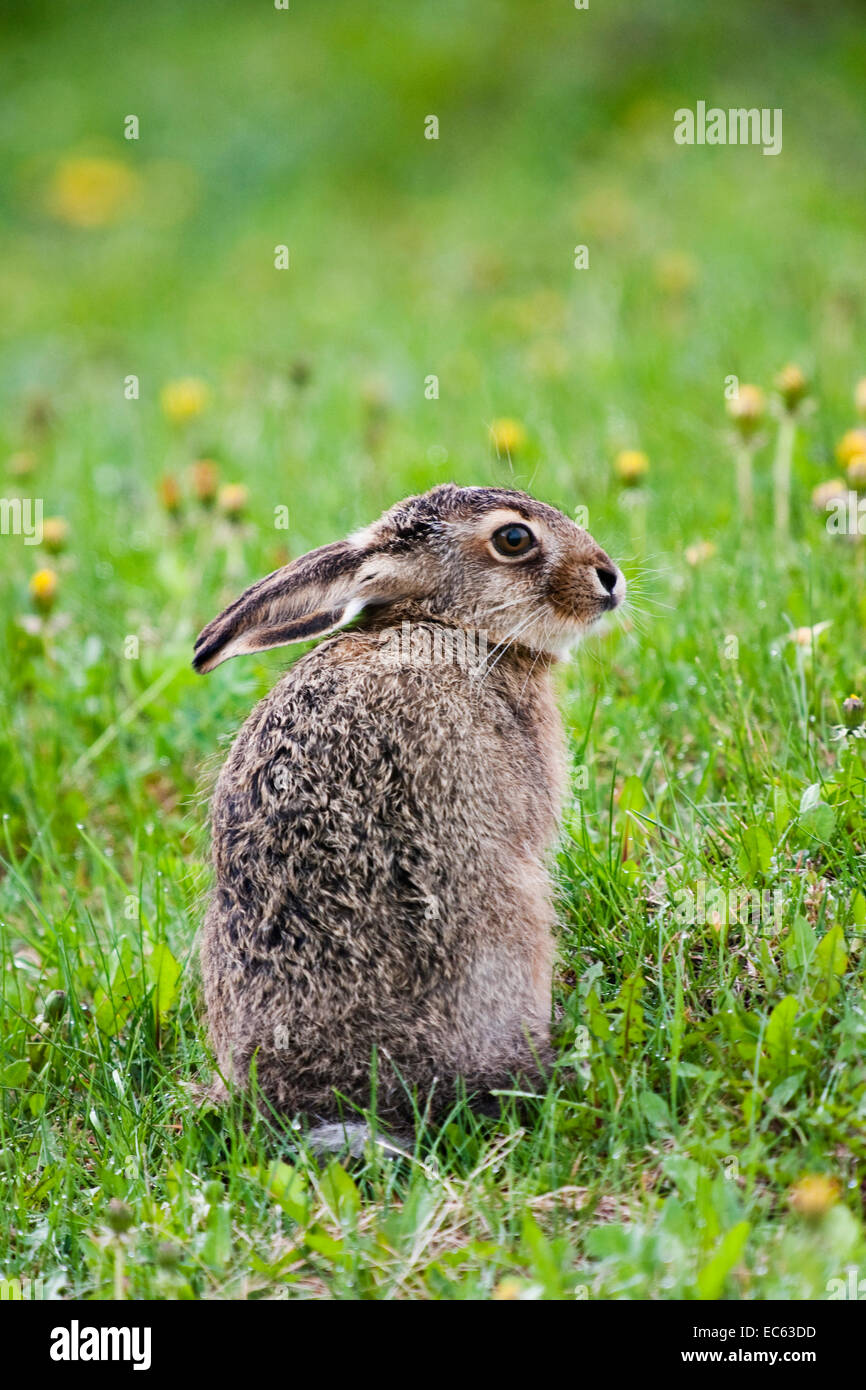 Juvenile brown hares hi-res stock photography and images - Alamy