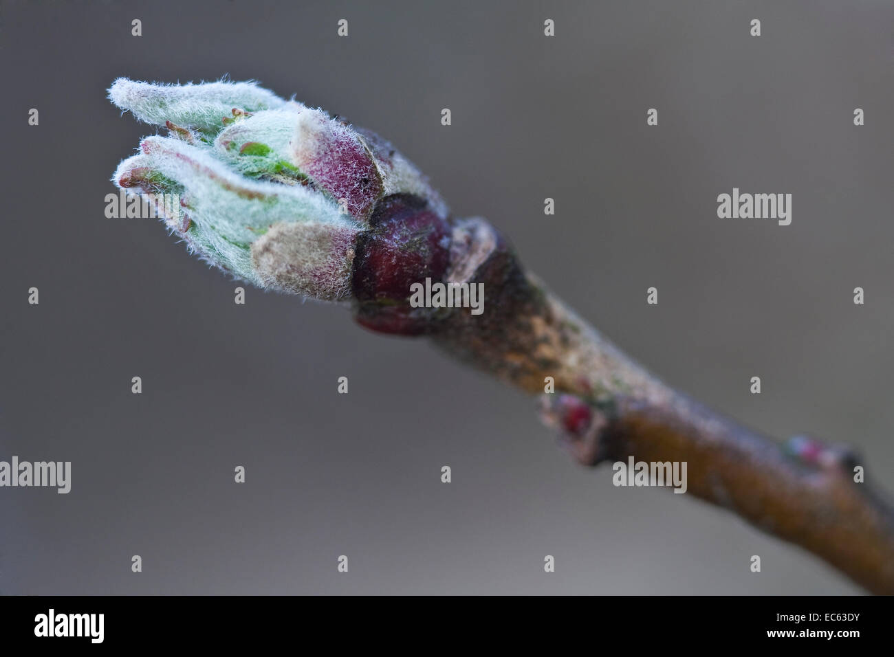 apple tree bud Stock Photo - Alamy