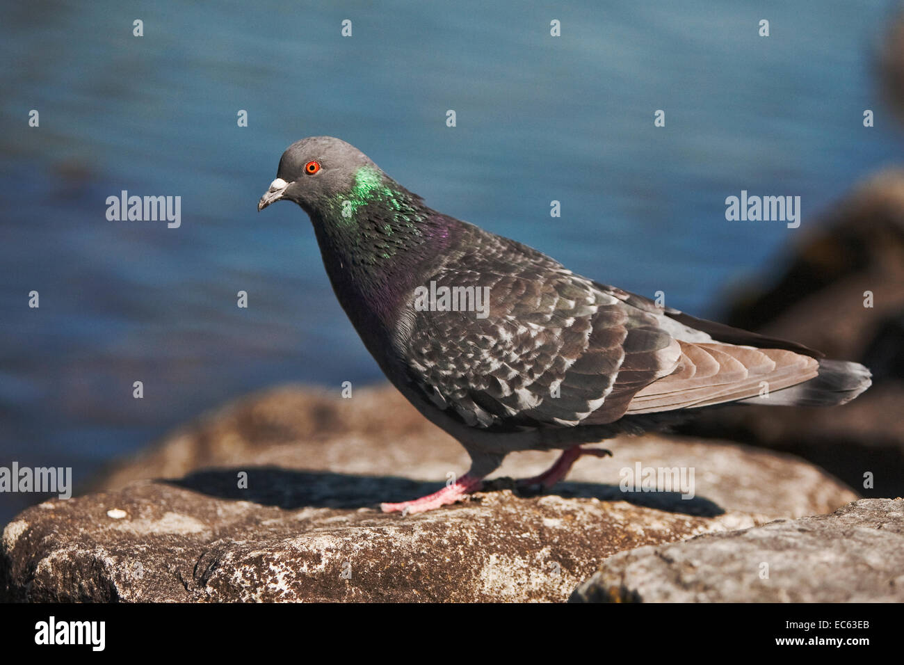 Pigeon portraits hi-res stock photography and images - Alamy