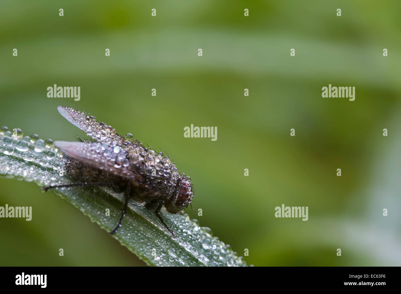 fly with morning dew Stock Photo - Alamy