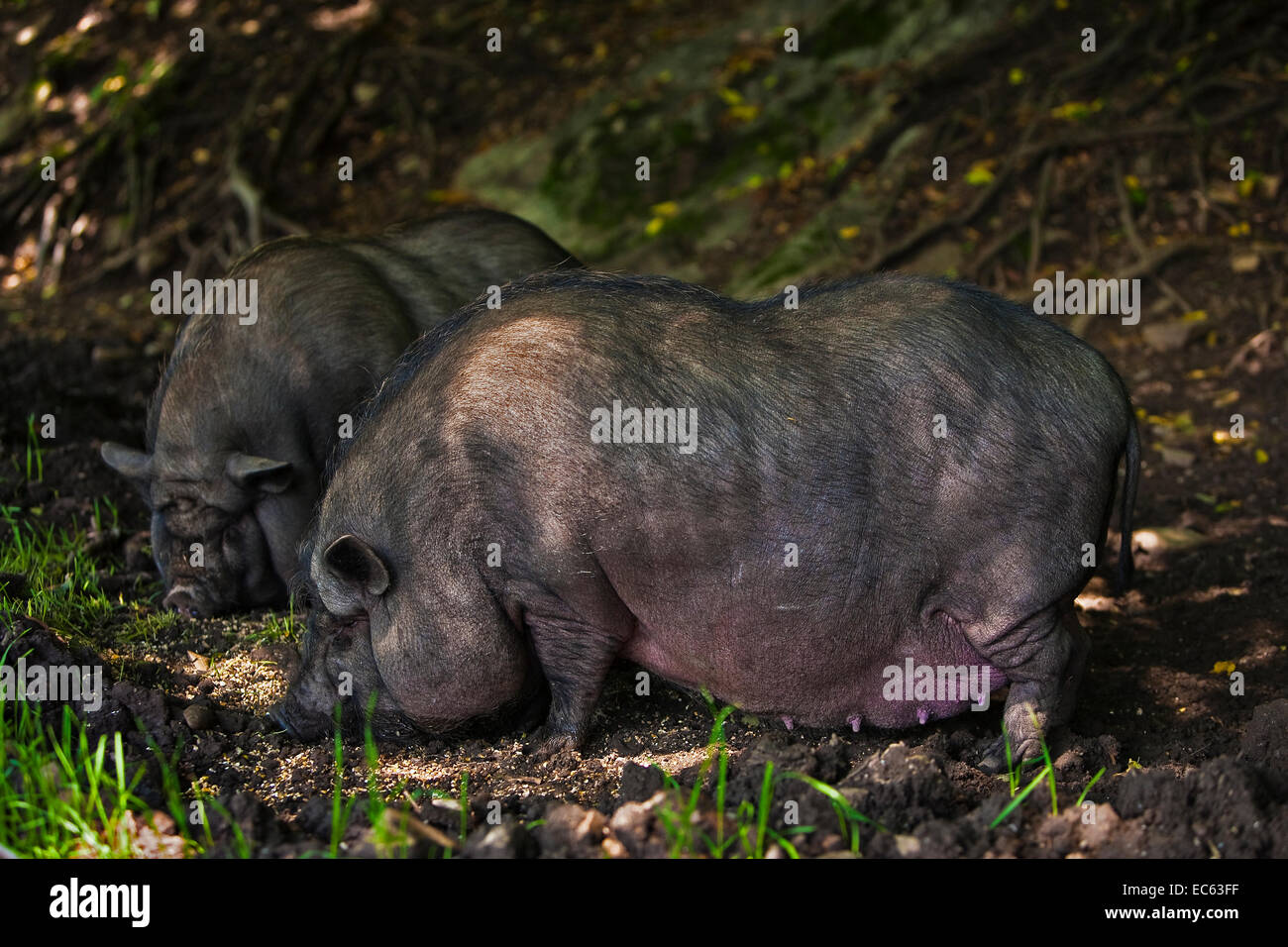 Pot belly pigs hi-res stock photography and images - Alamy